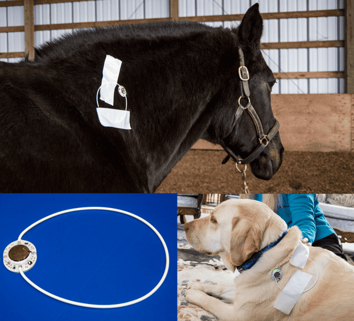 PEMF (PSWT) Ring or Square - Product Highlight Update • Matrix Therapy ...