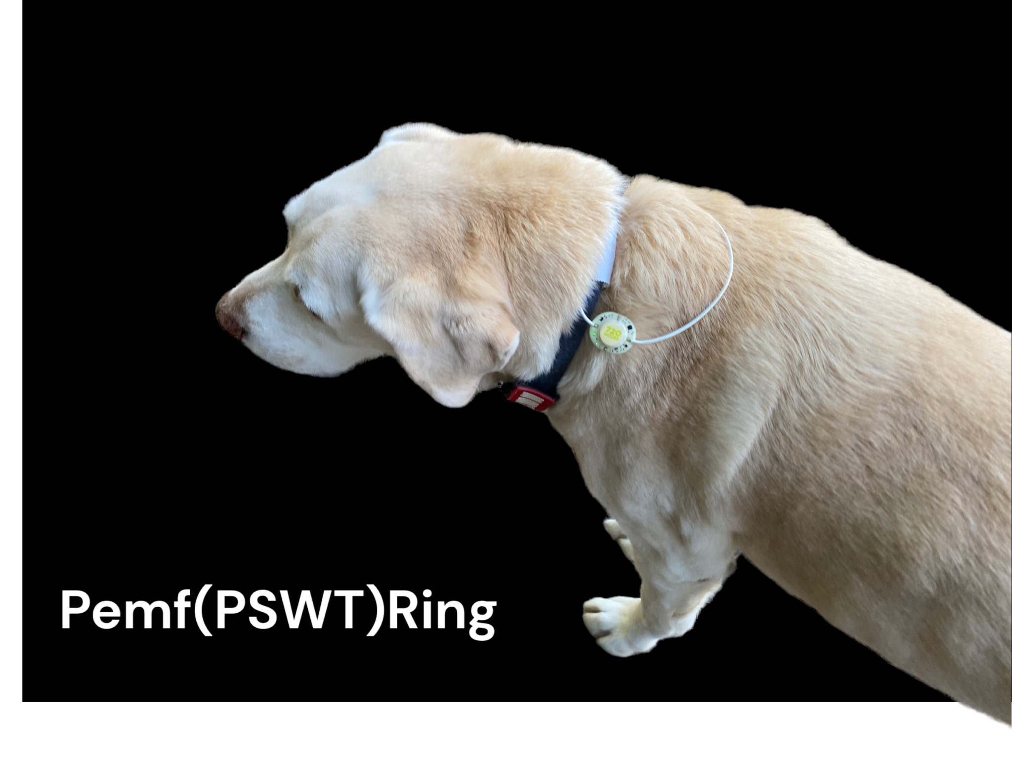Canine Study using the PEMF (PSWT) Rings by Deborah Powell • Matrix ...